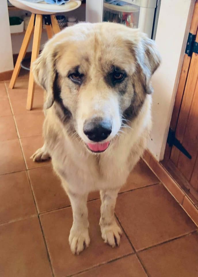 Chica | Mastin Matters