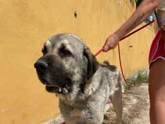 Mastin Matters dogs | Mastin Matters
